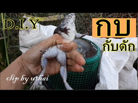 Amazing Quick Frog Traps 2017- Best Frog Traps (That Works 100%)กับดัก ...