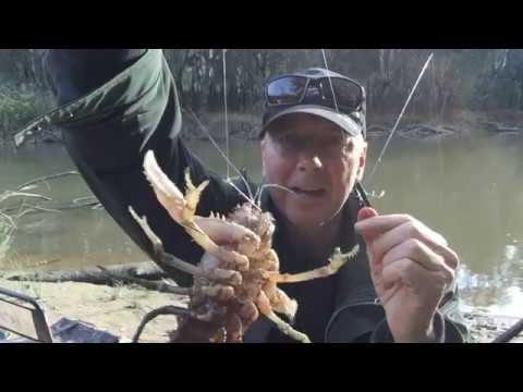 Murray Crayfish catch them in Winter - YouTube
