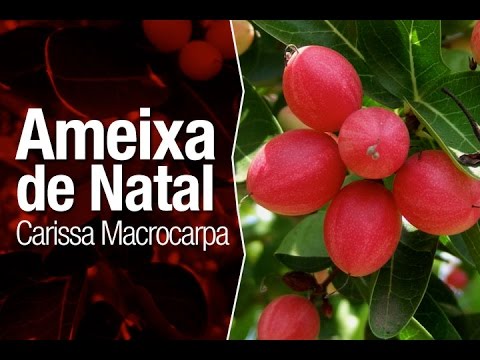 Conheça a Ameixa de Natal ou Ameixa Africana - Carissa macrocarpa