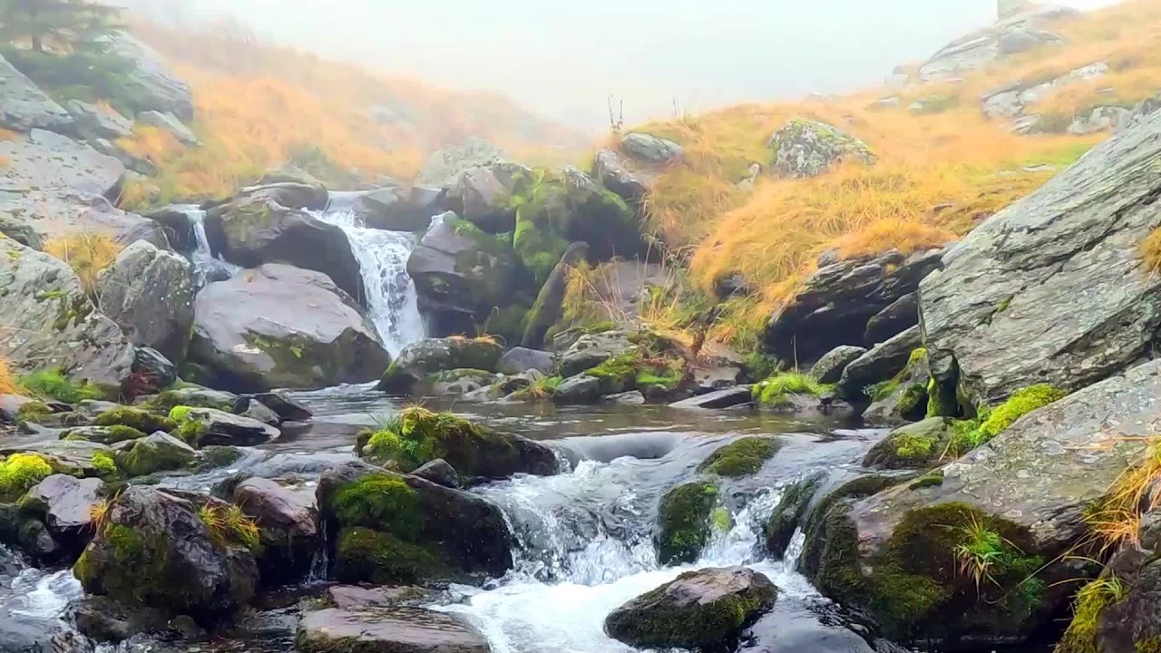 Forest Sounds - Relaxing Sound Of The Rainforest, The Chirping Birds ...