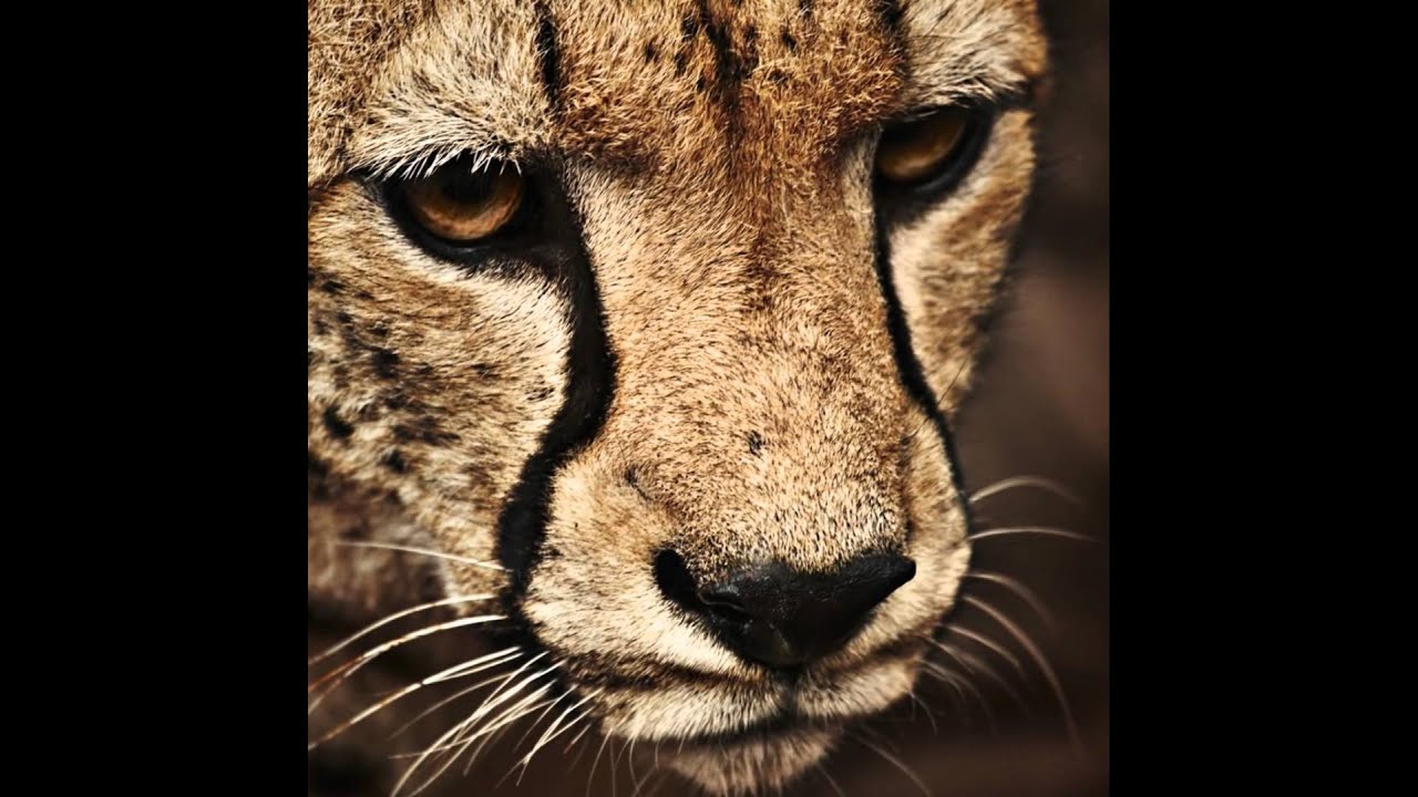 Cheetah dance - YouTube