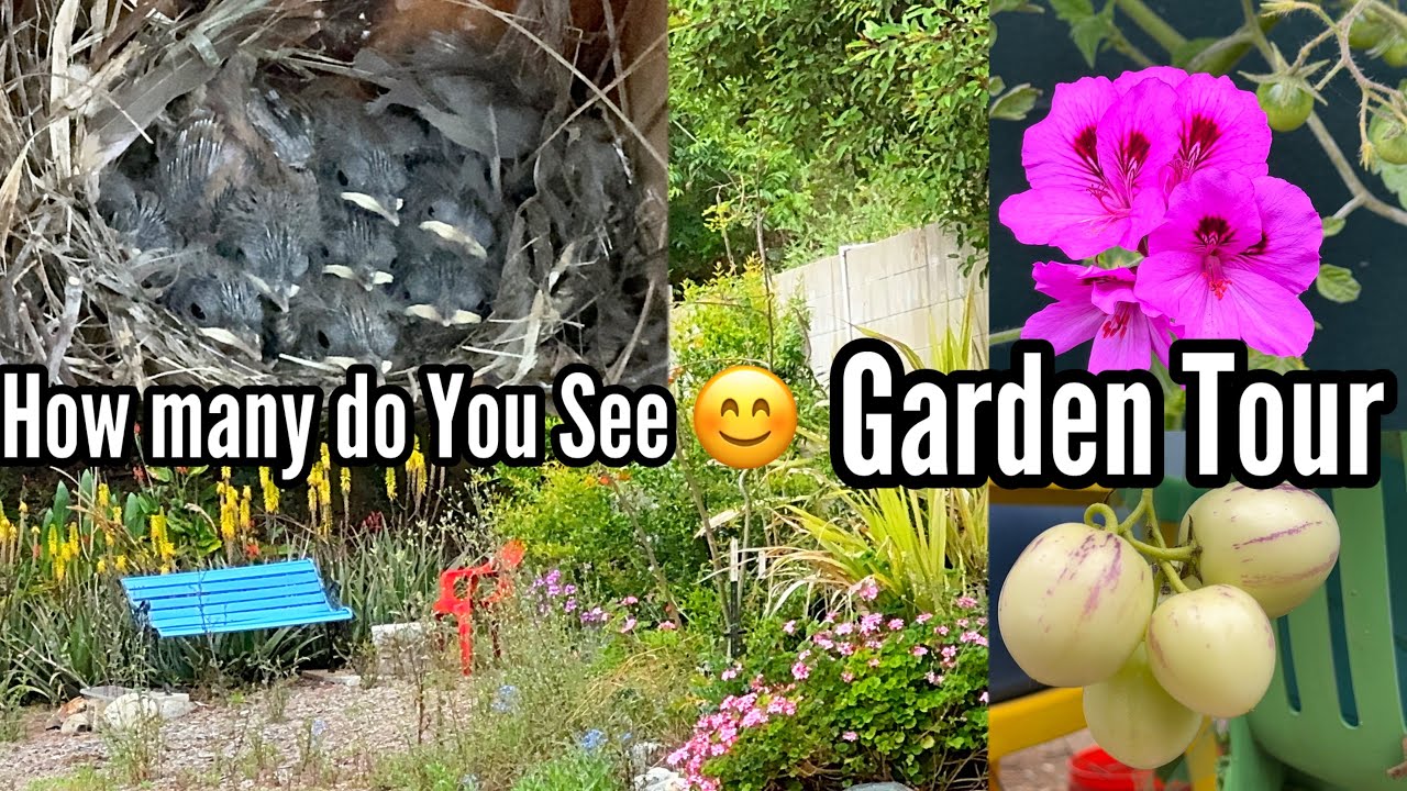 Garden Tour Growing TIPS, Birds, Nest & Nature Talk, Ground/Container ...