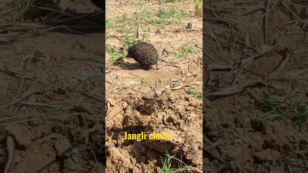jangli chuha - YouTube