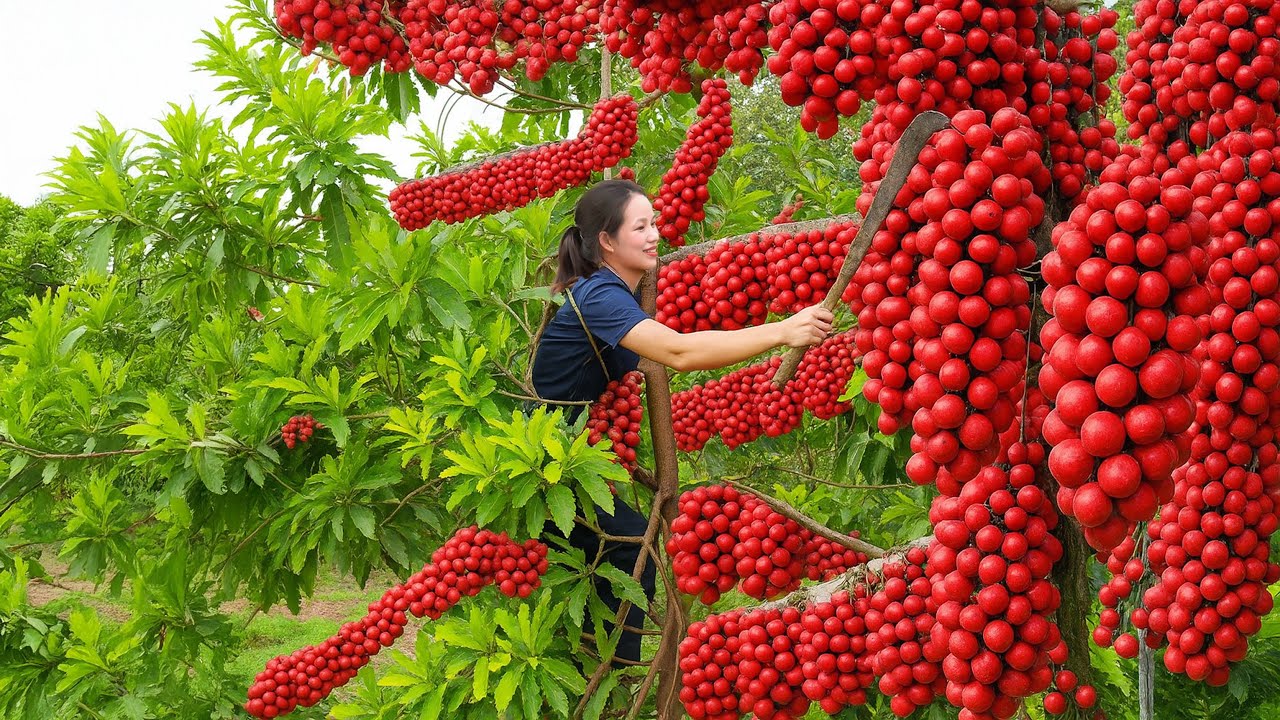 Harvesting Burmese grapes (BON BON Fruits), traditional recipes | Free ...
