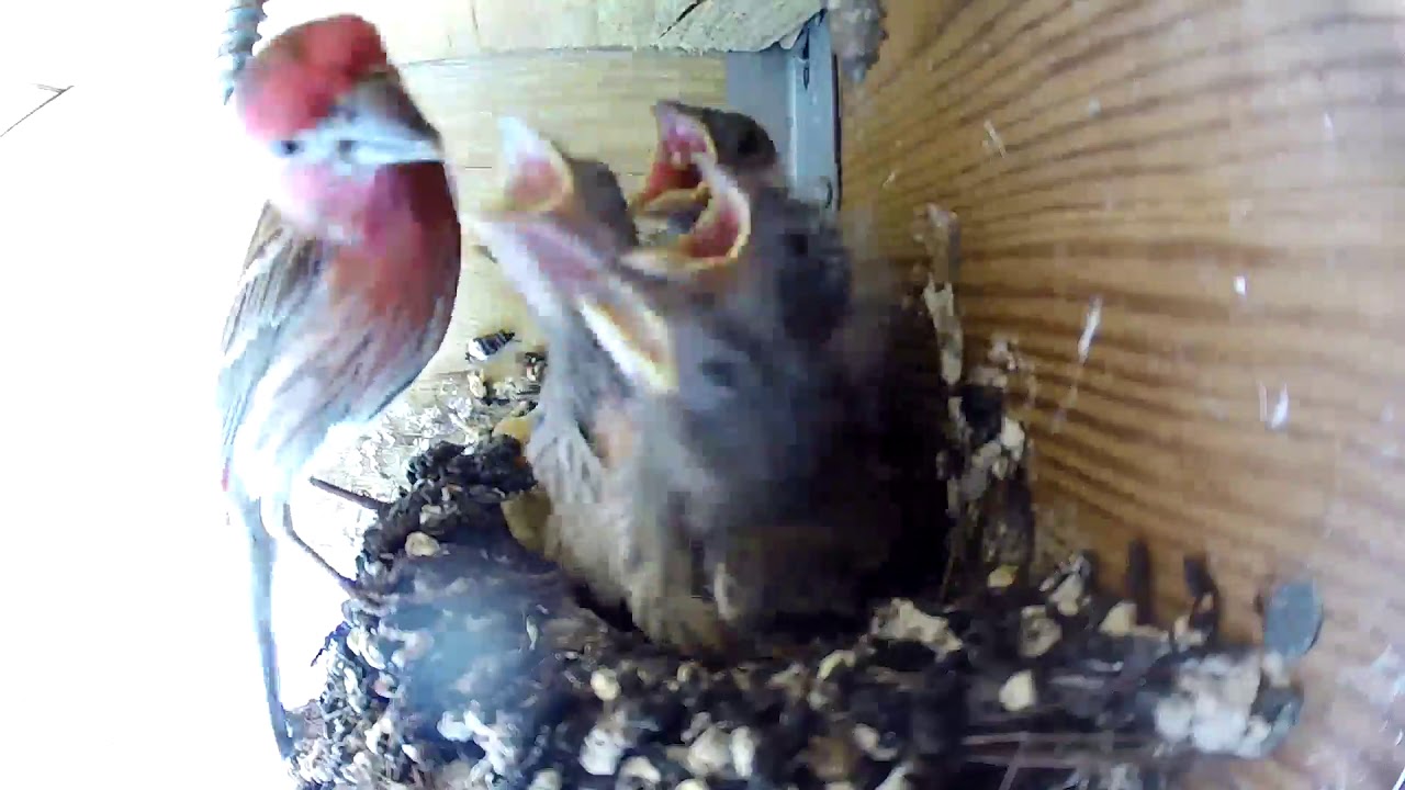 24 hours of birds lives - YouTube