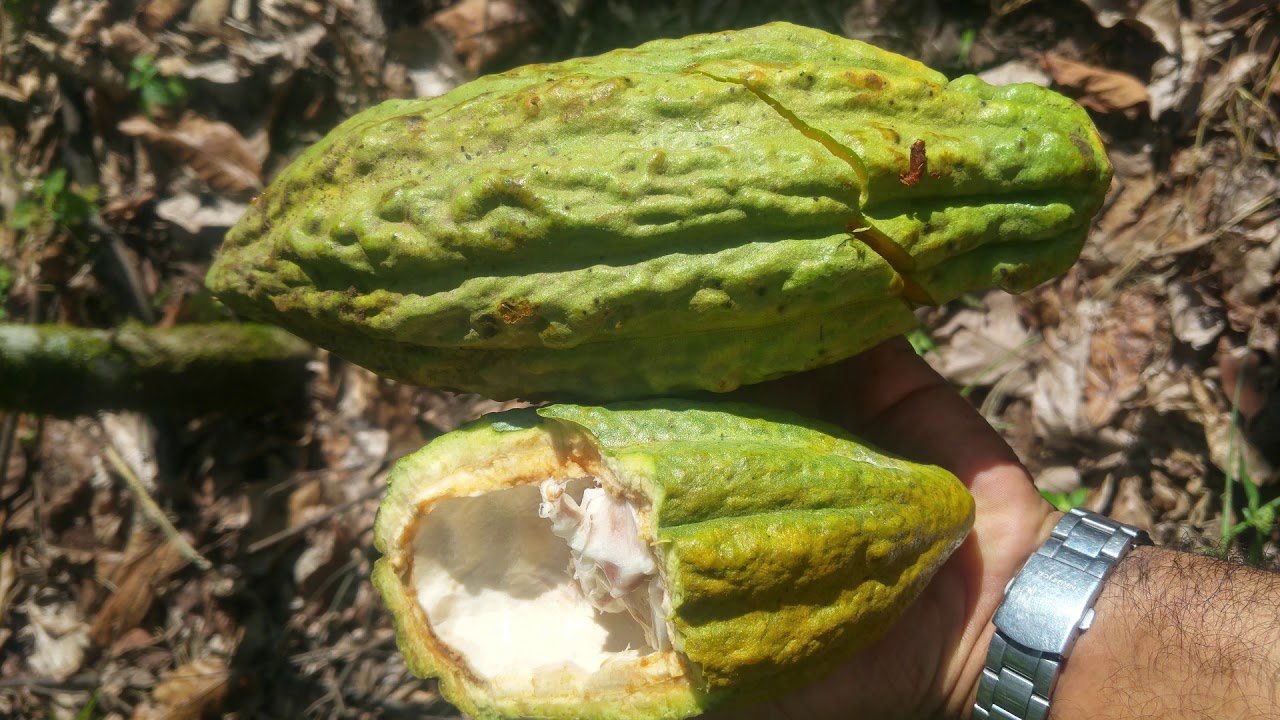 Daniel Pino, enfundado de cacao, Carmenta, fundas biodegradables - YouTube