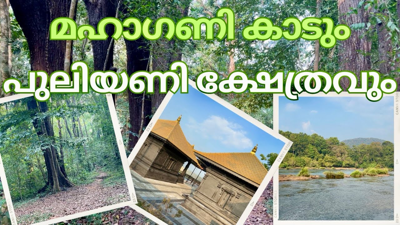 Panamkuzhy Kadu || Puliyani Para Temple || Mahogany Kadu ...