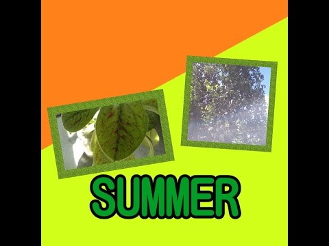 Я И ЛЕТО/I AND SUMMER/milana vaigant