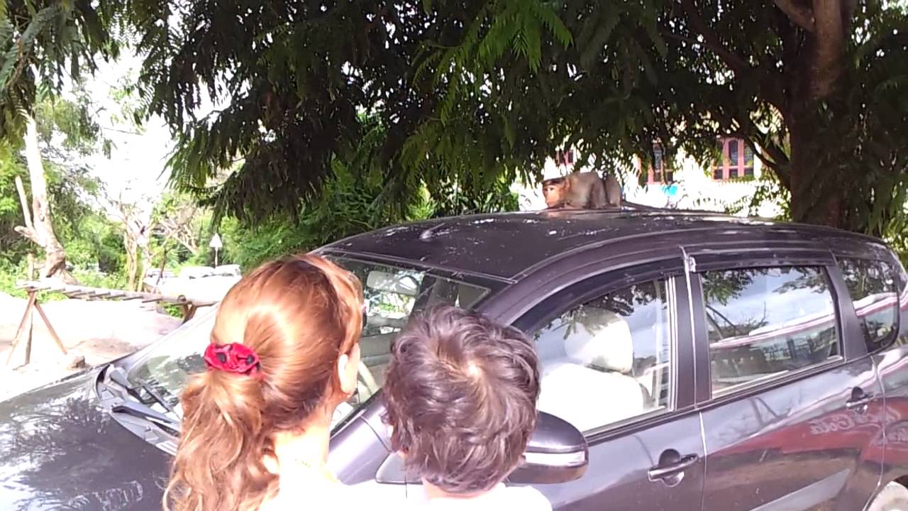 Umika with mysore monkey - YouTube