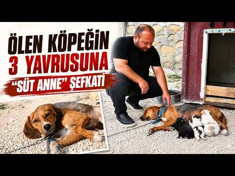 Ölen köpeğin 3 yavrusuna başka köpek 'süt annelik' yapıyor