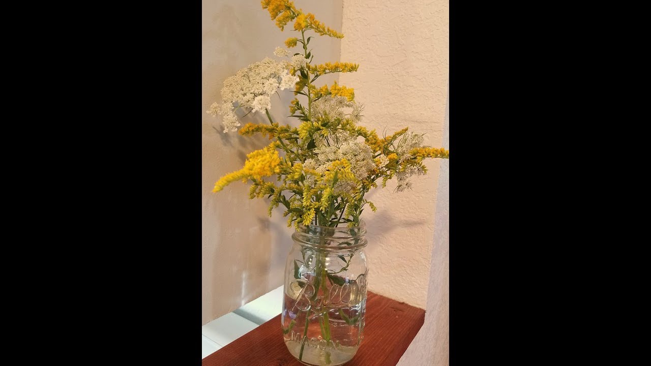 Edible Weeds: Goldenrod | Harvesting, Use, Storage - YouTube