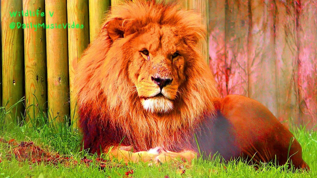 Wildlife V @DailyMusicVideo: Bring Peace To Earth and Save Wilderness ...