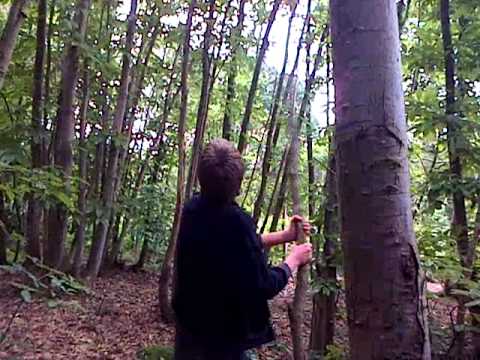 tree snapping - YouTube