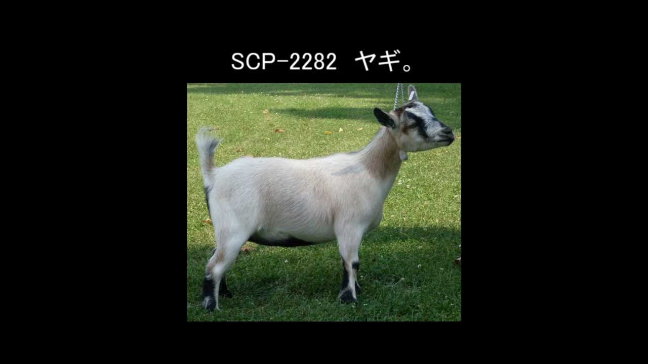 【ゆっくり朗読】 SCP-2282 ヤギ。 【SCP Foundation】 - YouTube