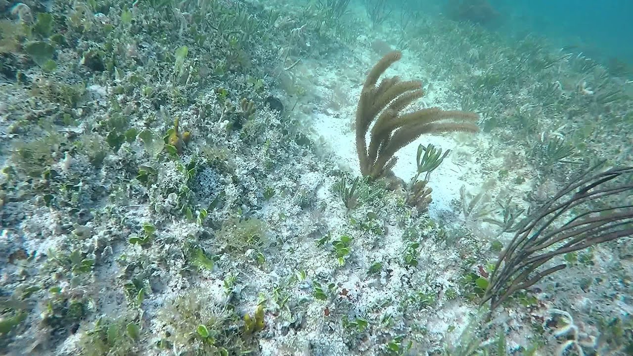Diving Craig Key, Florida 2015 - YouTube