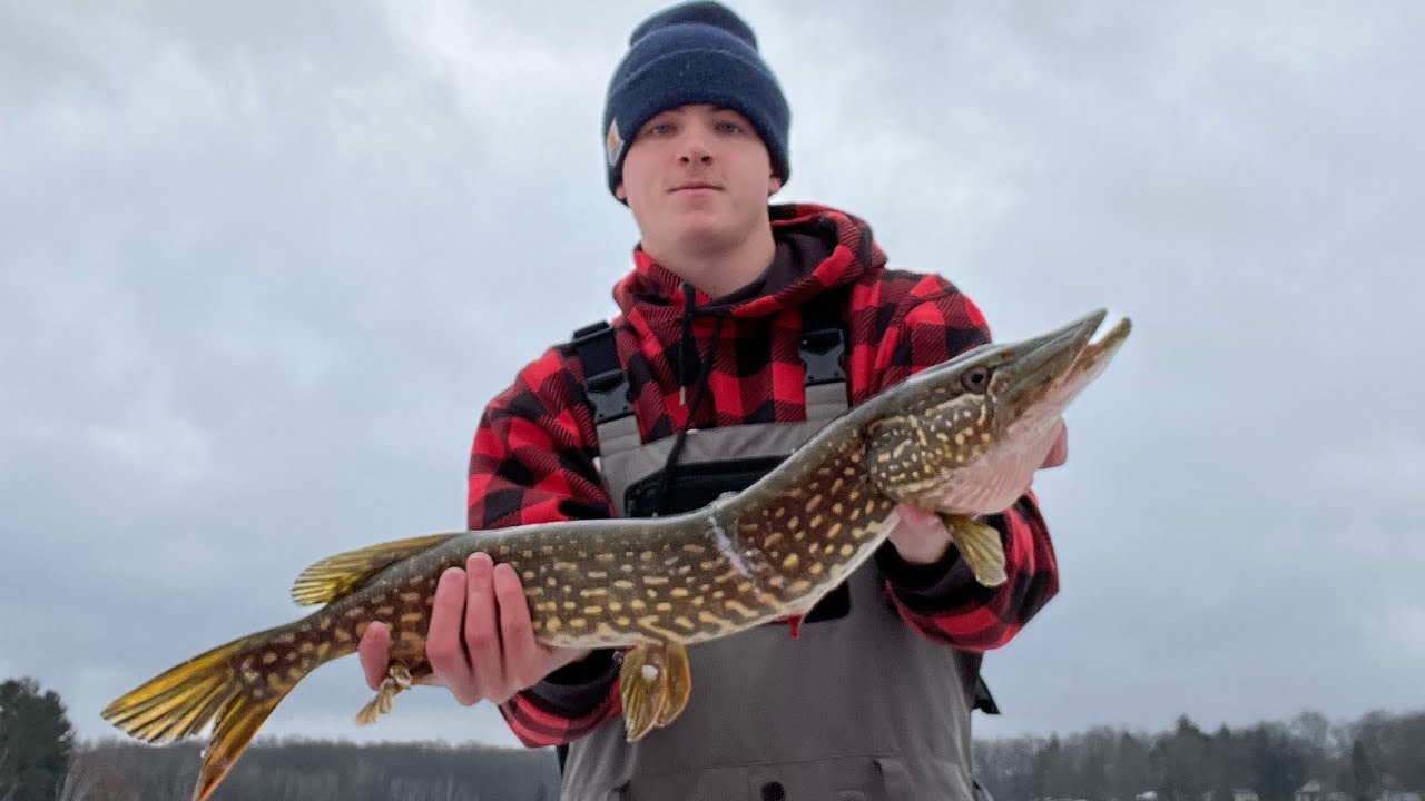 Pike spearing and sight fishing perch !!LIMITED OUT ON PIKE!! !!TONS OF PERCH!! - YouTube