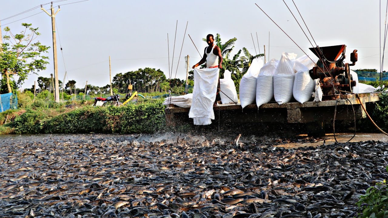 Indian Hybride Mangur Fish Culture || Hybride Mangur Fish Farming ...