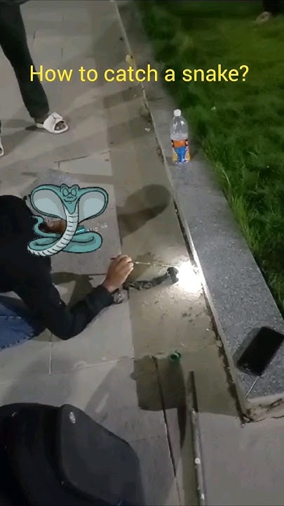 How to catch a snake? - YouTube