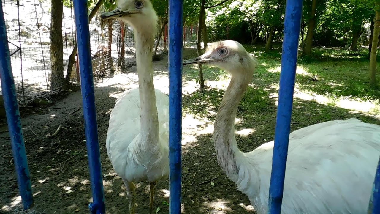 #254 PASARI EMU ALBE LA GRADINA ZOOLOGICA DE LA CALARASI - ZOO ROMANIA ...