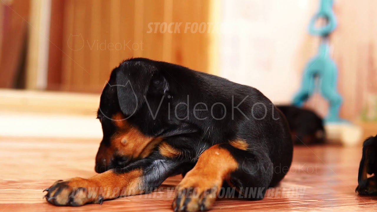 A little dog clapping his paw on the floor. - YouTube