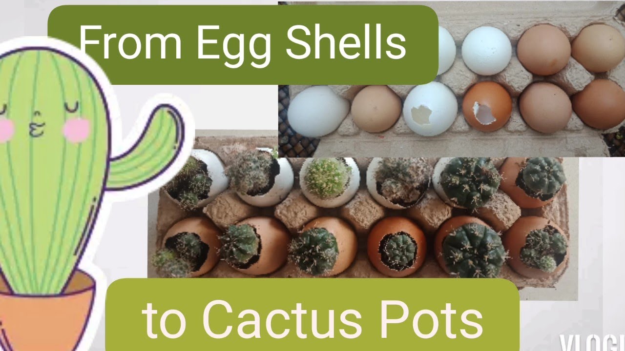 From Egg Shells to Cactus Pots - YouTube