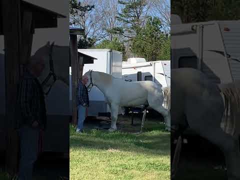Percheron draft horse goes #1 on command