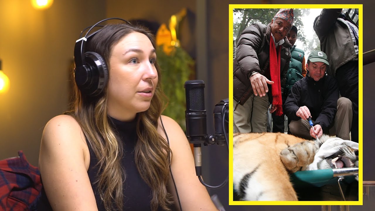 Local Population's perception on Killing Tigers | Sam Helle | Sushant ...