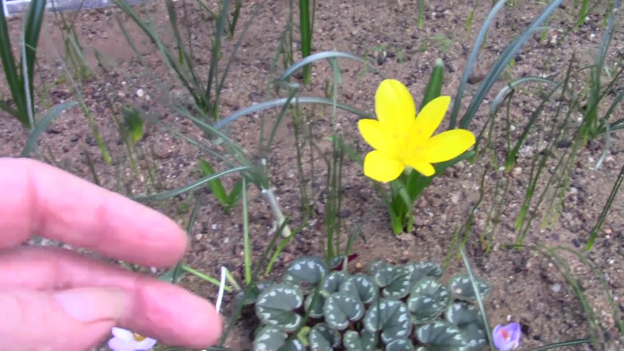 Bulb Log Video Diary Supplement 25th October sees flowering in the ...