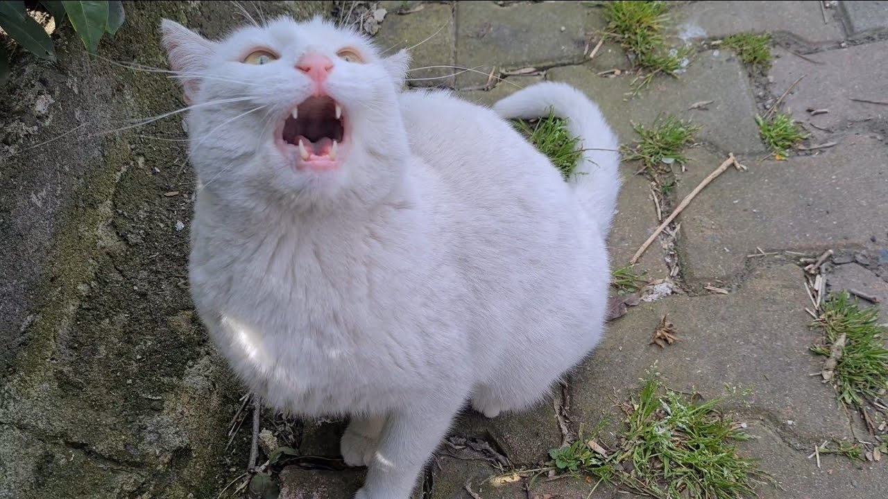 Angry White Cat never changes keeps Attacking everyone. - YouTube