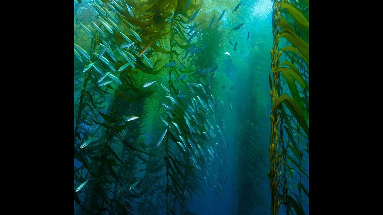 Un nouveau polymère issu des algues :New generation of bio based ...