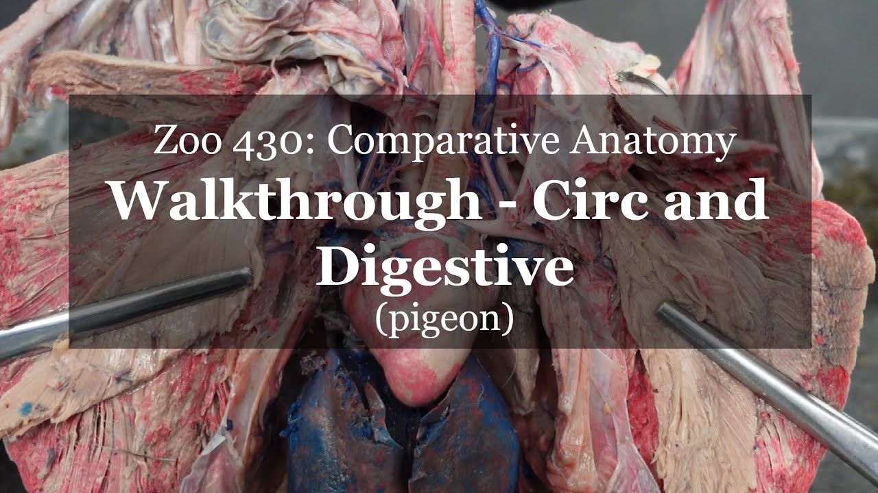 Circulatory System: Pigeon Walkthrough - YouTube