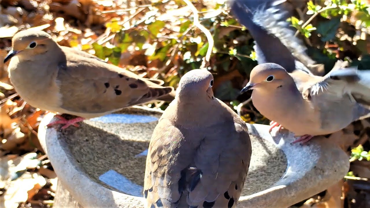 Spring Awakening | Mourning Doves Relaxing | Natural Sounds - YouTube
