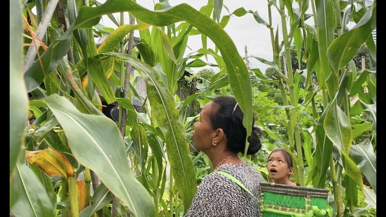 How to make authentic dish from Corn/maize | Rungus style steam corn ...