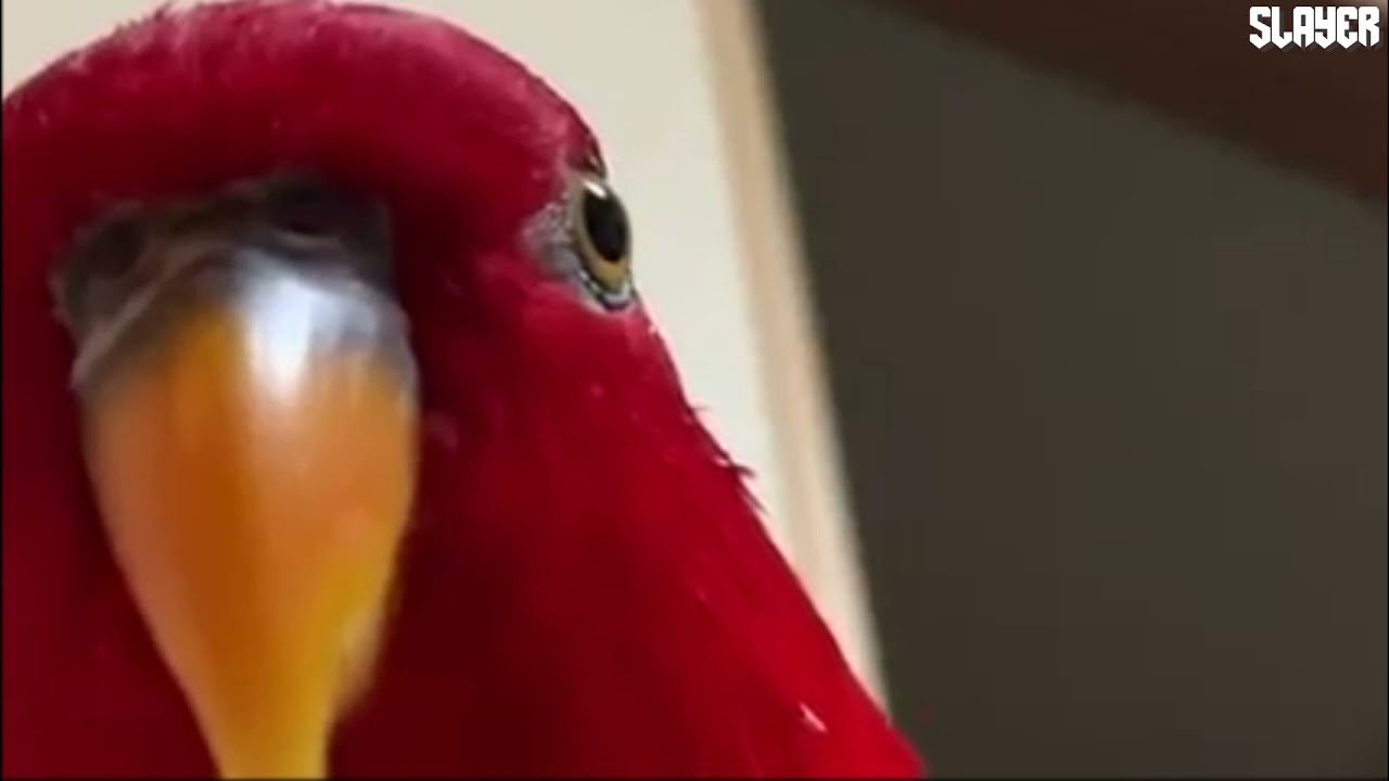 red birb meme - YouTube