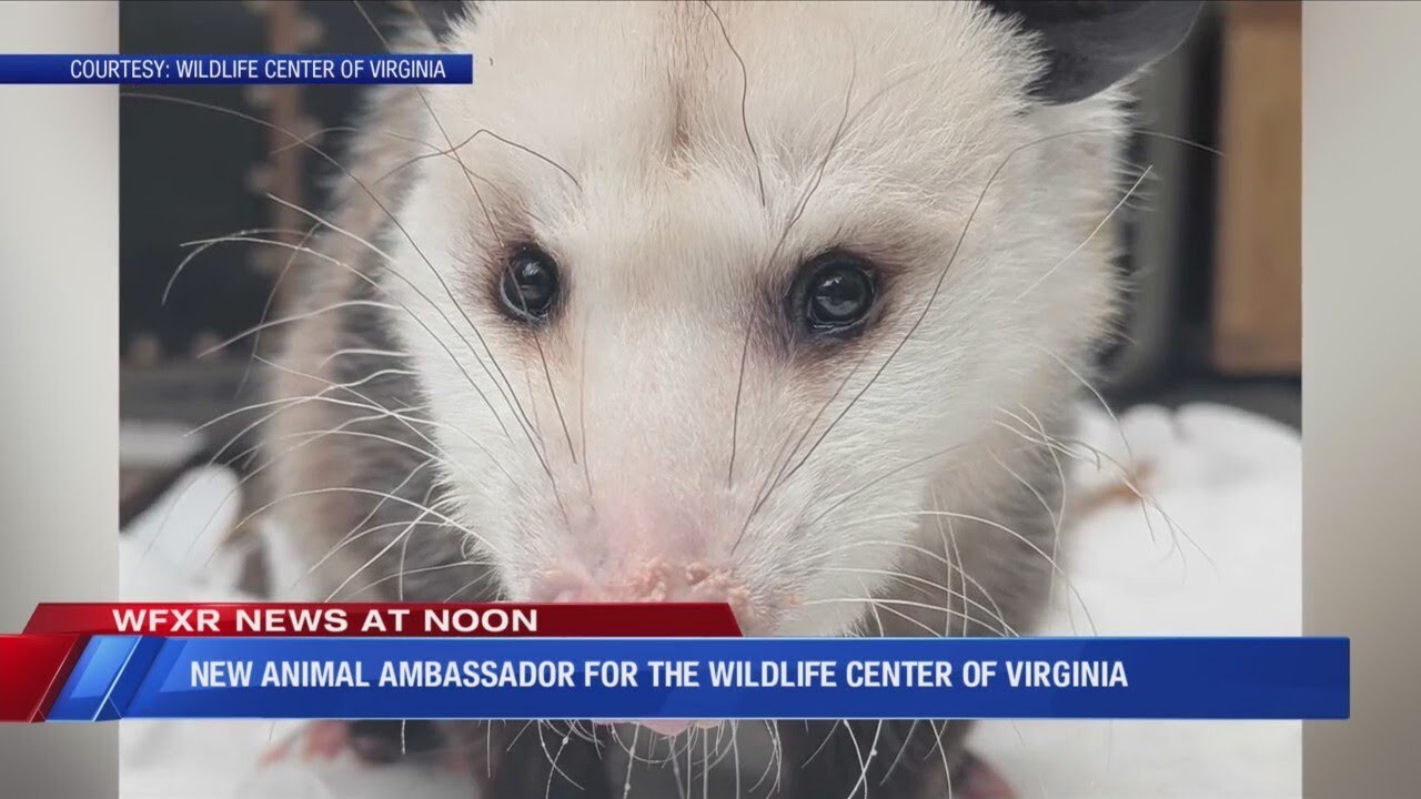 New animal ambassador for the wildlife center of Virginia - YouTube