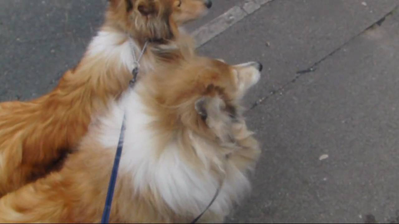 Rough Collies Going To Play Ball. - YouTube