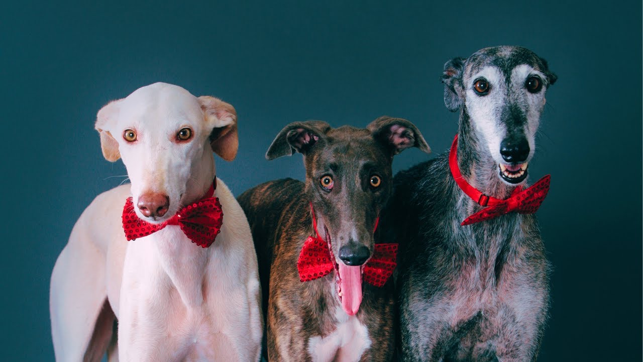 Greyhounds: Fast, Funny, and Surprisingly Lazy | Why They Make the Best ...