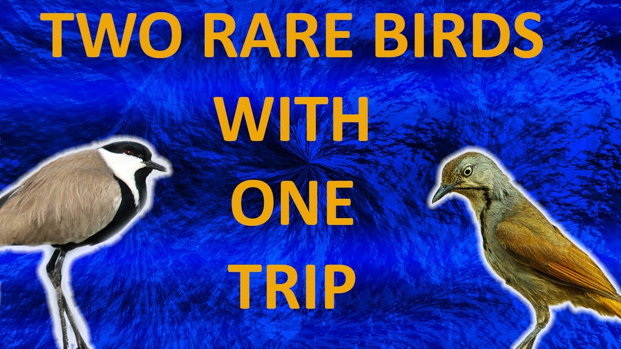 Two Birds, One Trip: 24 Hours in Kruger National Park's Northern ...
