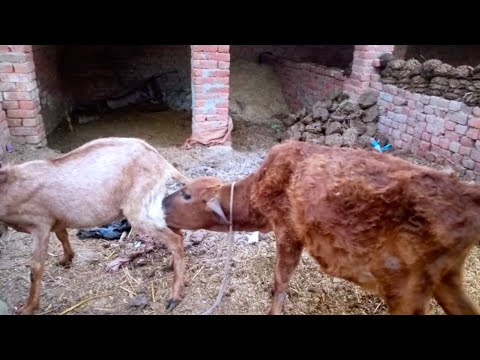Milking Goat | cow calf enjoying goat milk 😋😋