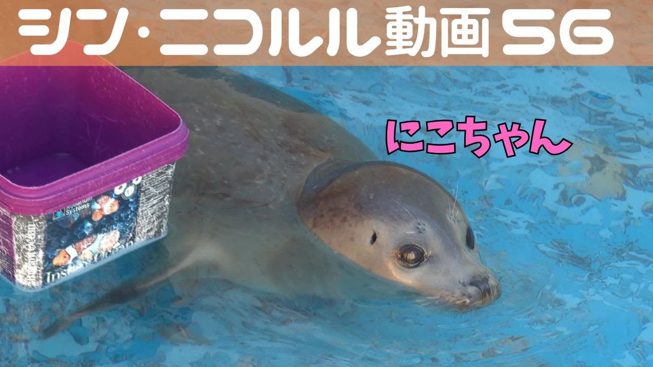 シン・ニコルル動画56 / Shin Niko-Ruru Video 56 - YouTube