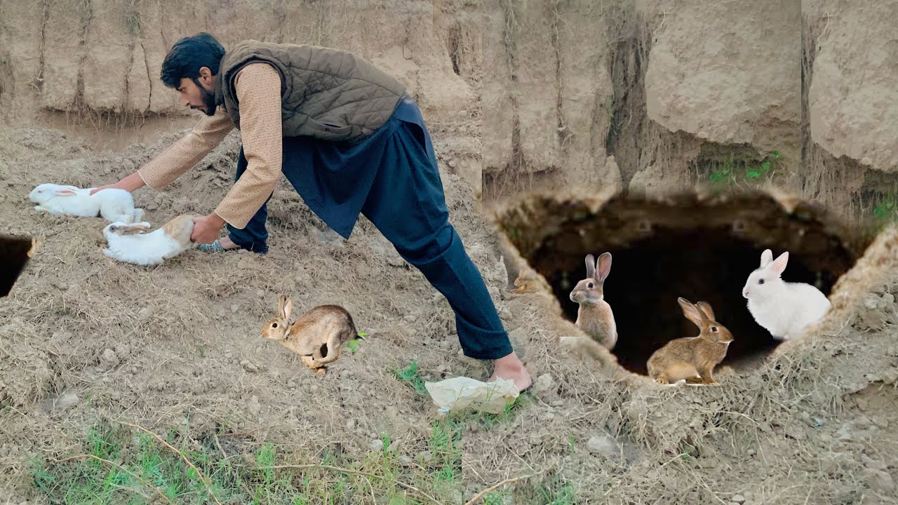 Jungli Rabbit pakar liye 🐇 KhatrnaQ Jungli jagha sy rabbit rescue kr ...