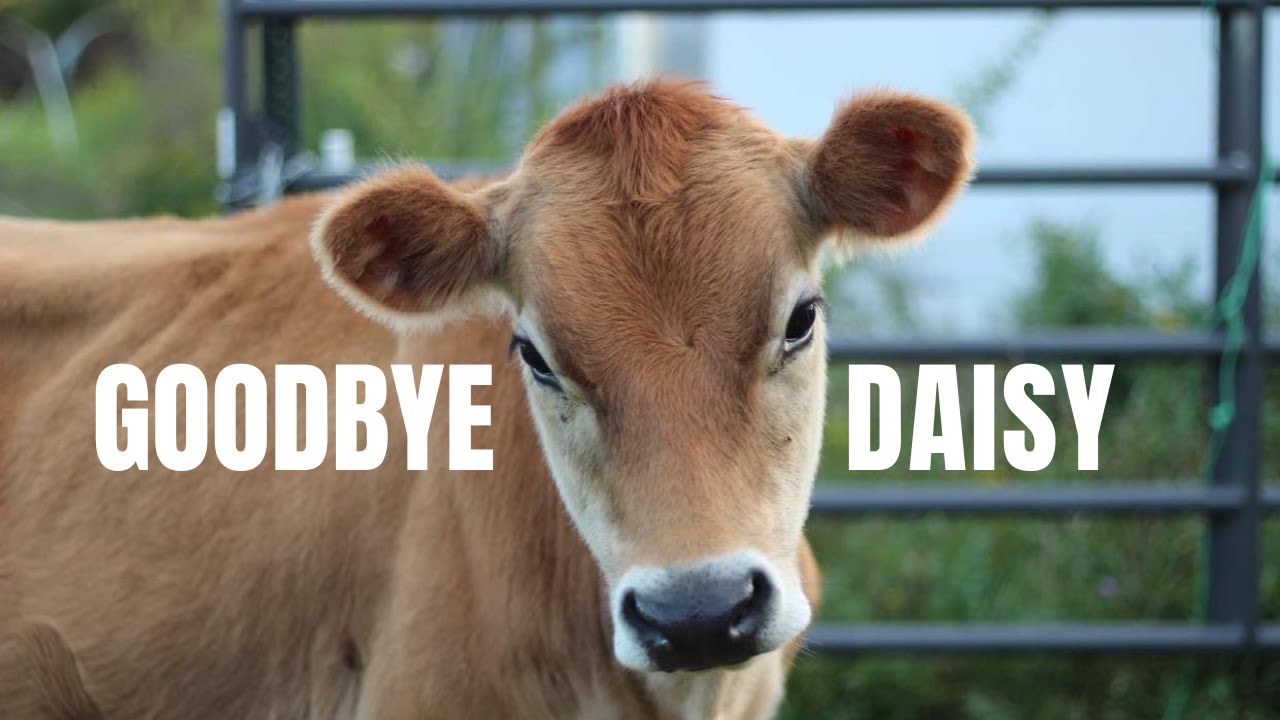 Saying Goodbye to Our Family Milk Cow - YouTube