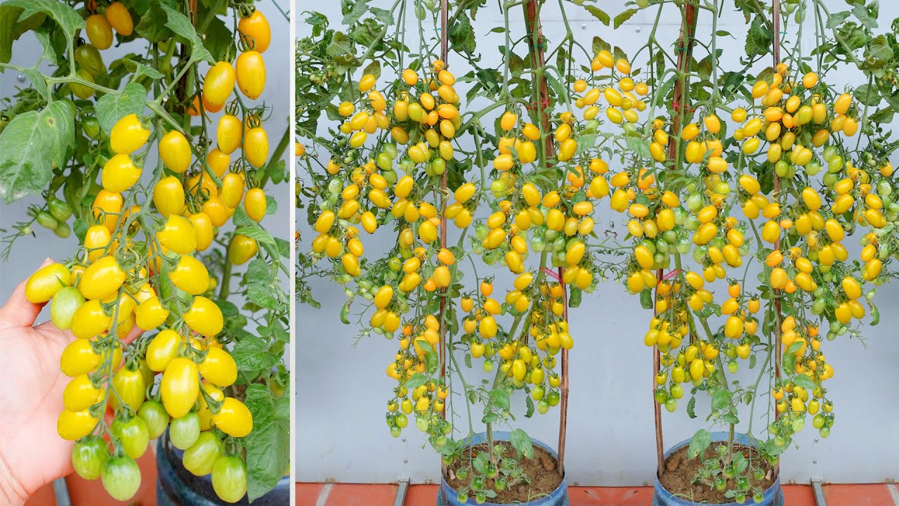 Growing Super Yielding Yellow Tomatoes, Good Tips Everyone Should Know ...