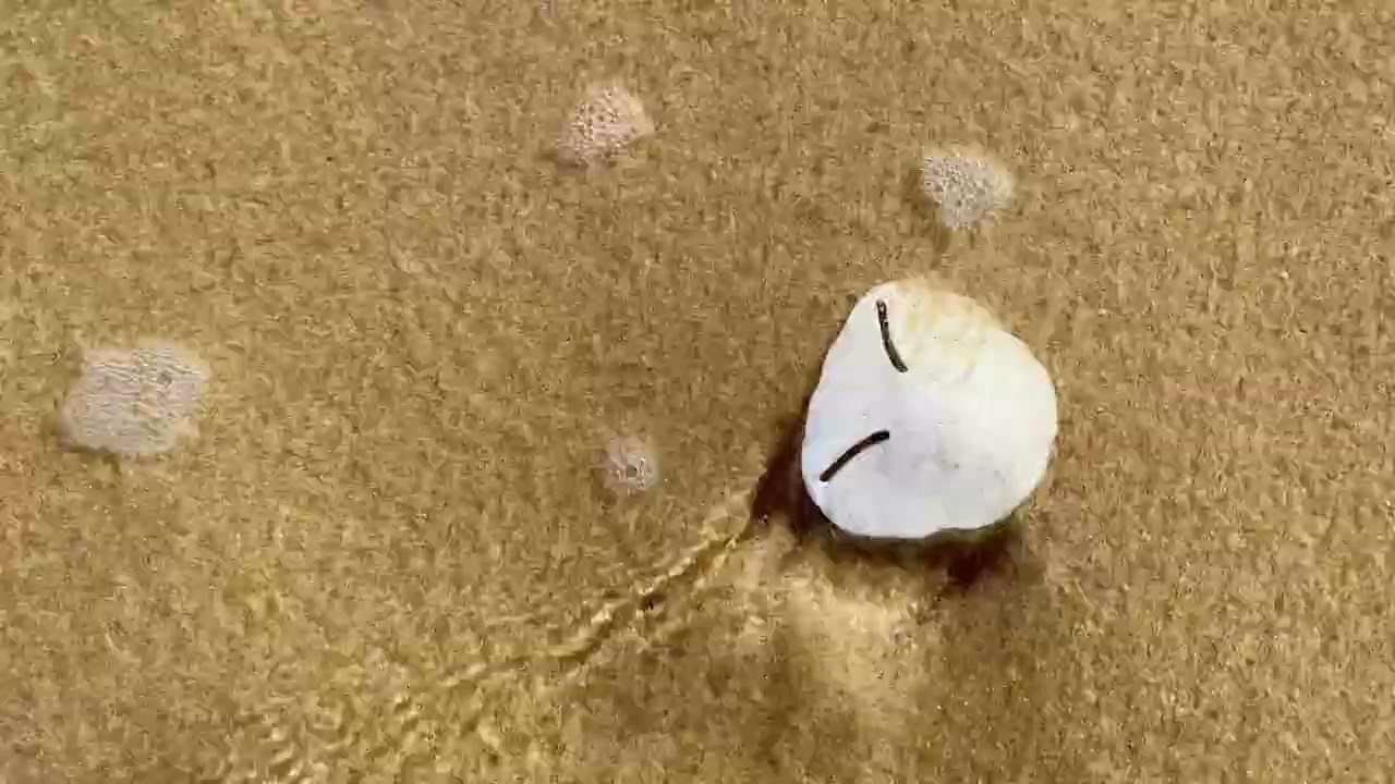 Pansy Shell in Plettenberg Bay South Africa - YouTube