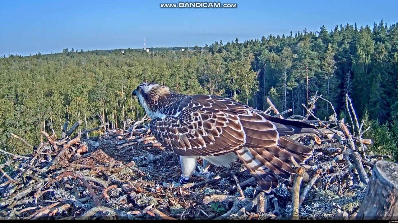 Rybołowy Kalakotkas Estonia (EST) 2019.08.17 - Juuli - YouTube