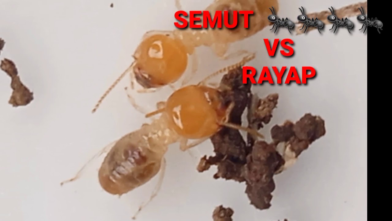 갸미 SEMUT🐜🐜 VS RAYAP 😁😁😁 - YouTube