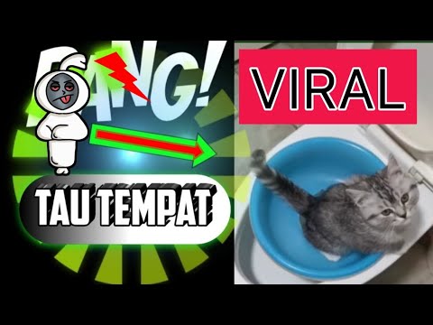 TUTORIAL KUCING PIPIS VIRAL PADA TEMPAT MEO GUA MAU PIPIS NIH - YouTube