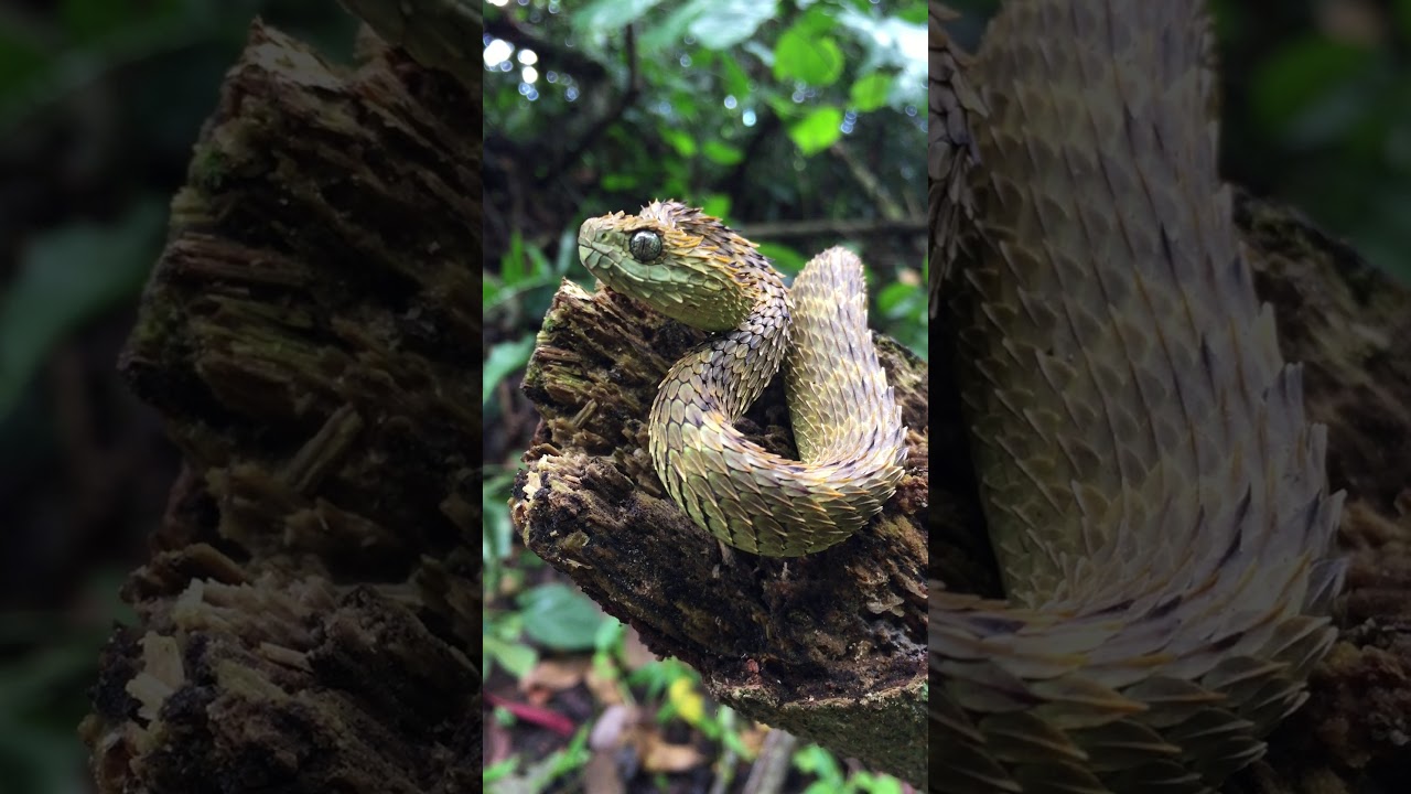 Rough-scaled Bush Viper - Atheris hispida - YouTube