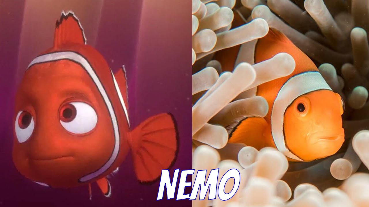 Finding Nemo Characters in Real Life - YouTube