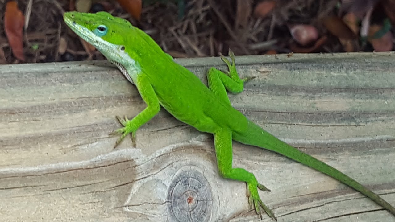 Don't Lick Snakes Kids! || Bald Head Island Adventures - Day 4, Part ...